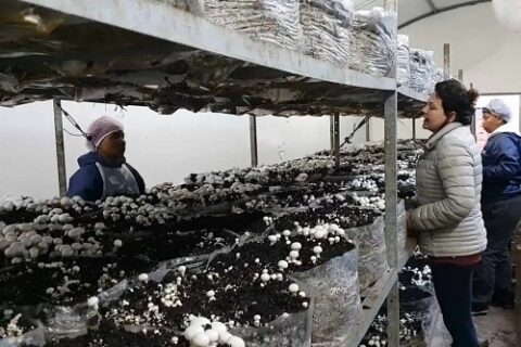 How to Start a Mushroom Farm Business [Detailed Process]